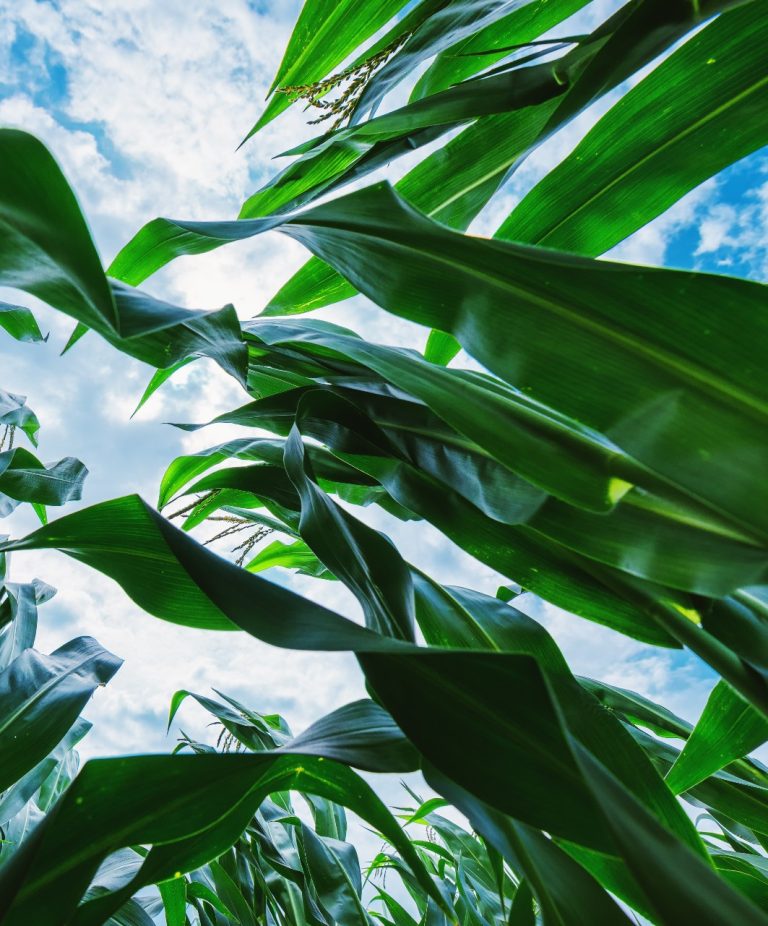 La Robla Green – Reolum